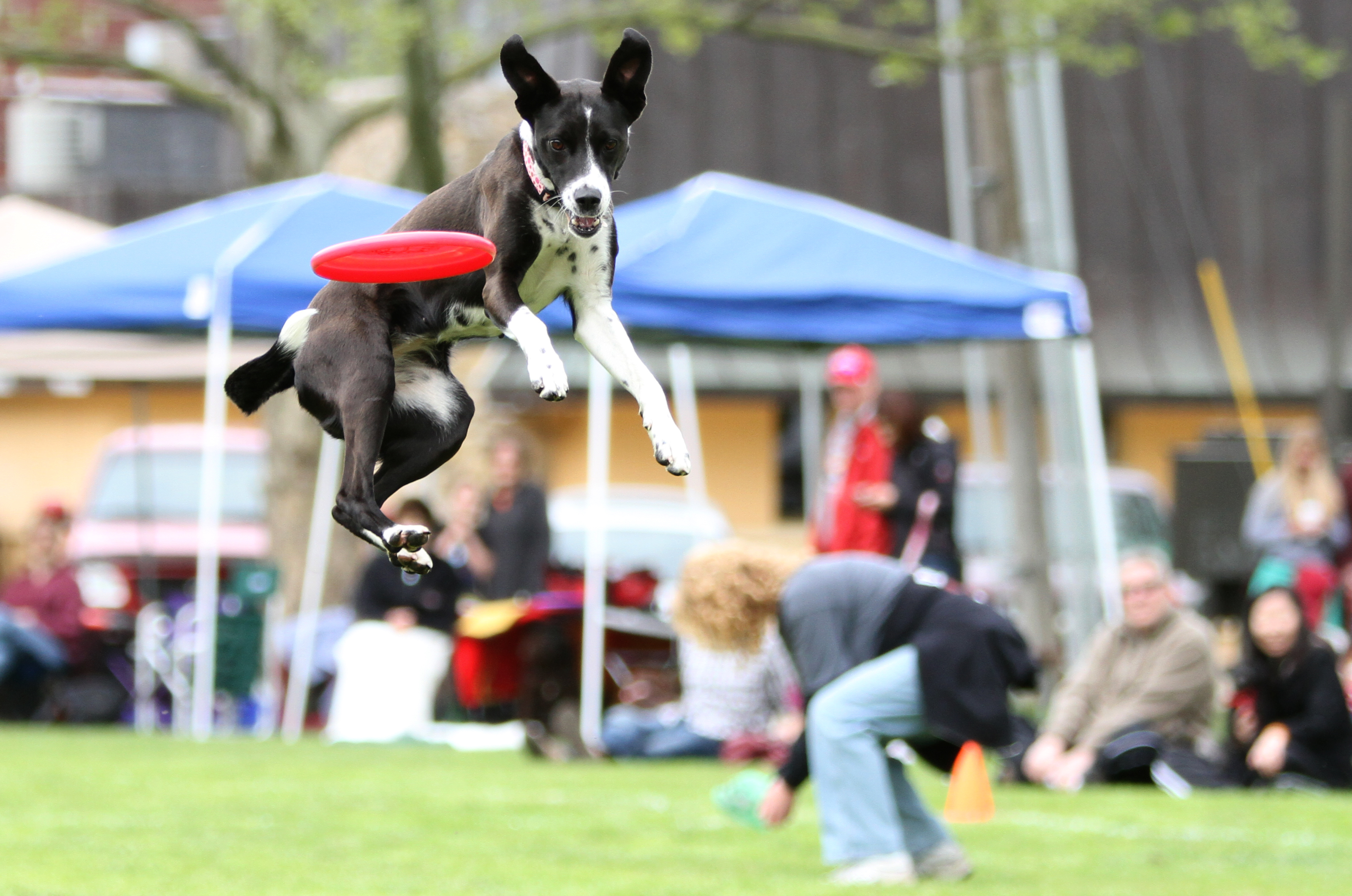 Frisbee contest features dogs’ aerial abilities | News, Sports, Jobs ...